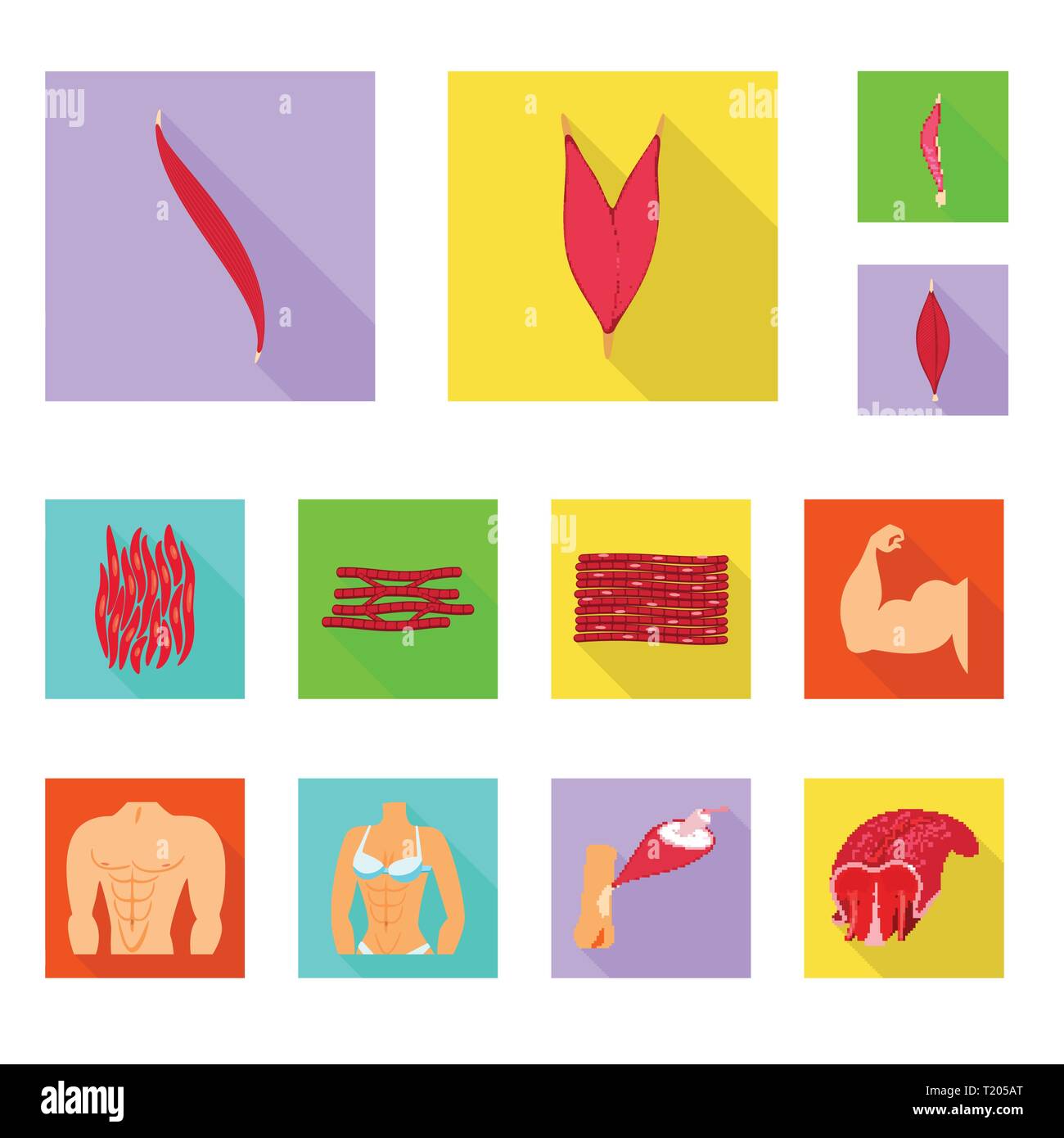 Vector Illustration De Cellules Musculaires Et Symbole Ensemble De Lanatomie Musculaire Et D