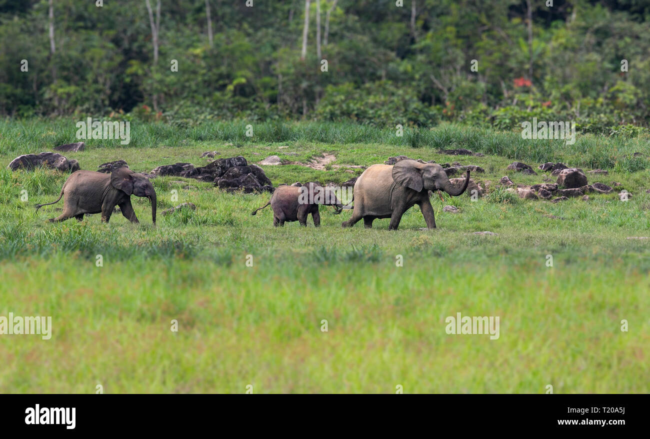 Gabon forest Banque de photographies et d’images à haute résolution - Alamy