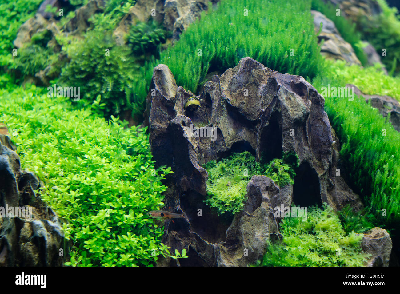 Magnifique aquarium d'eau douce plantes aquatiques avec Nerite cornu ...