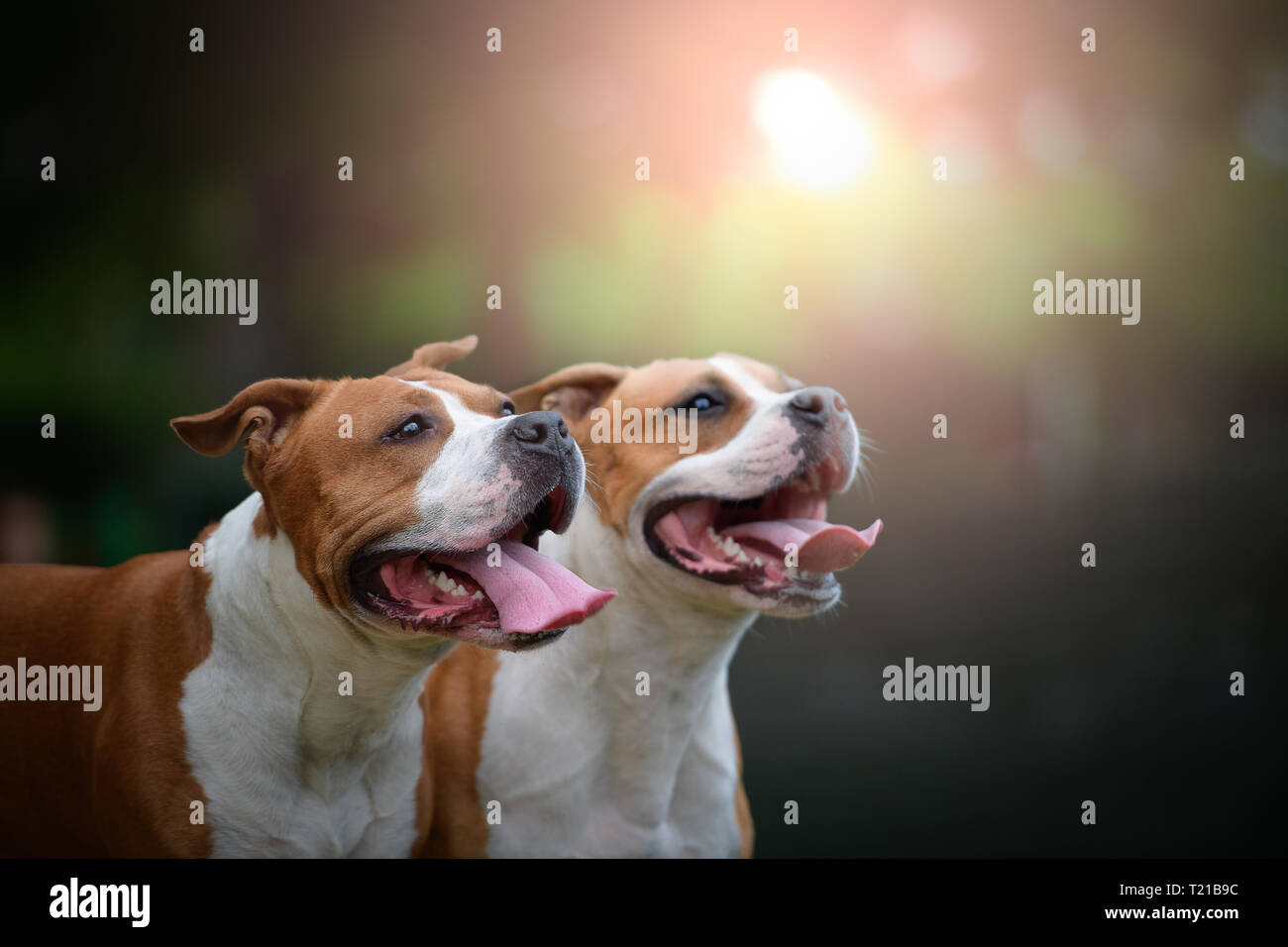 Accouplement des chien Banque de photographies et d’images à haute ...