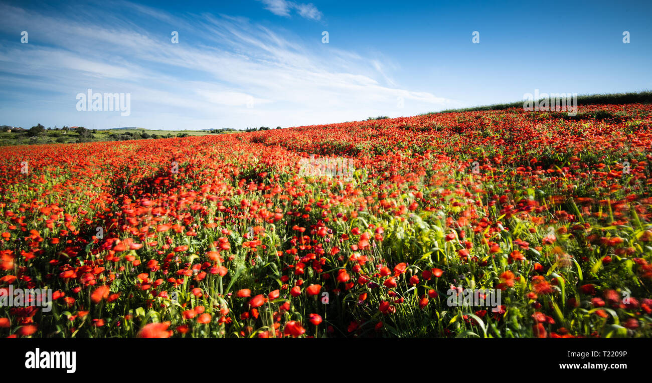 Champ plein de rouge Banque de photographies et d’images à haute ...