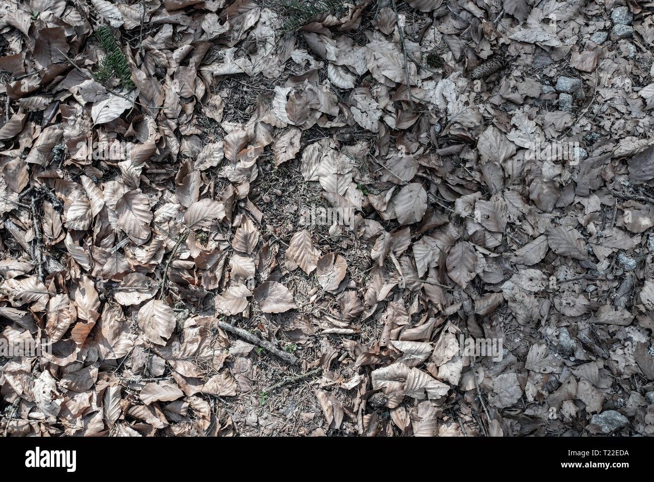 Ground texture Banque de photographies et d’images à haute résolution ...