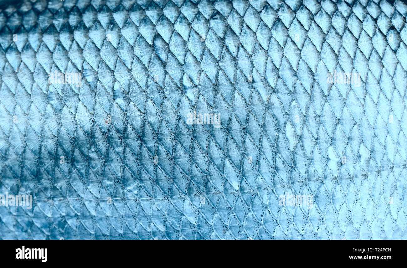 Des écailles de poisson Banque de photographies et d’images à haute ...