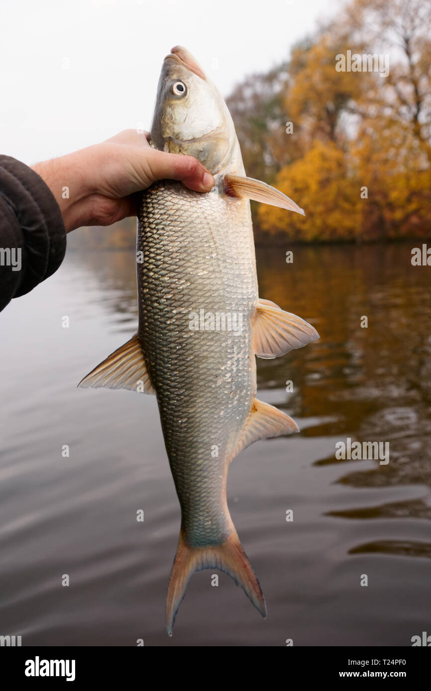 Asp predatory freshwater fish Banque de photographies et d’images à ...