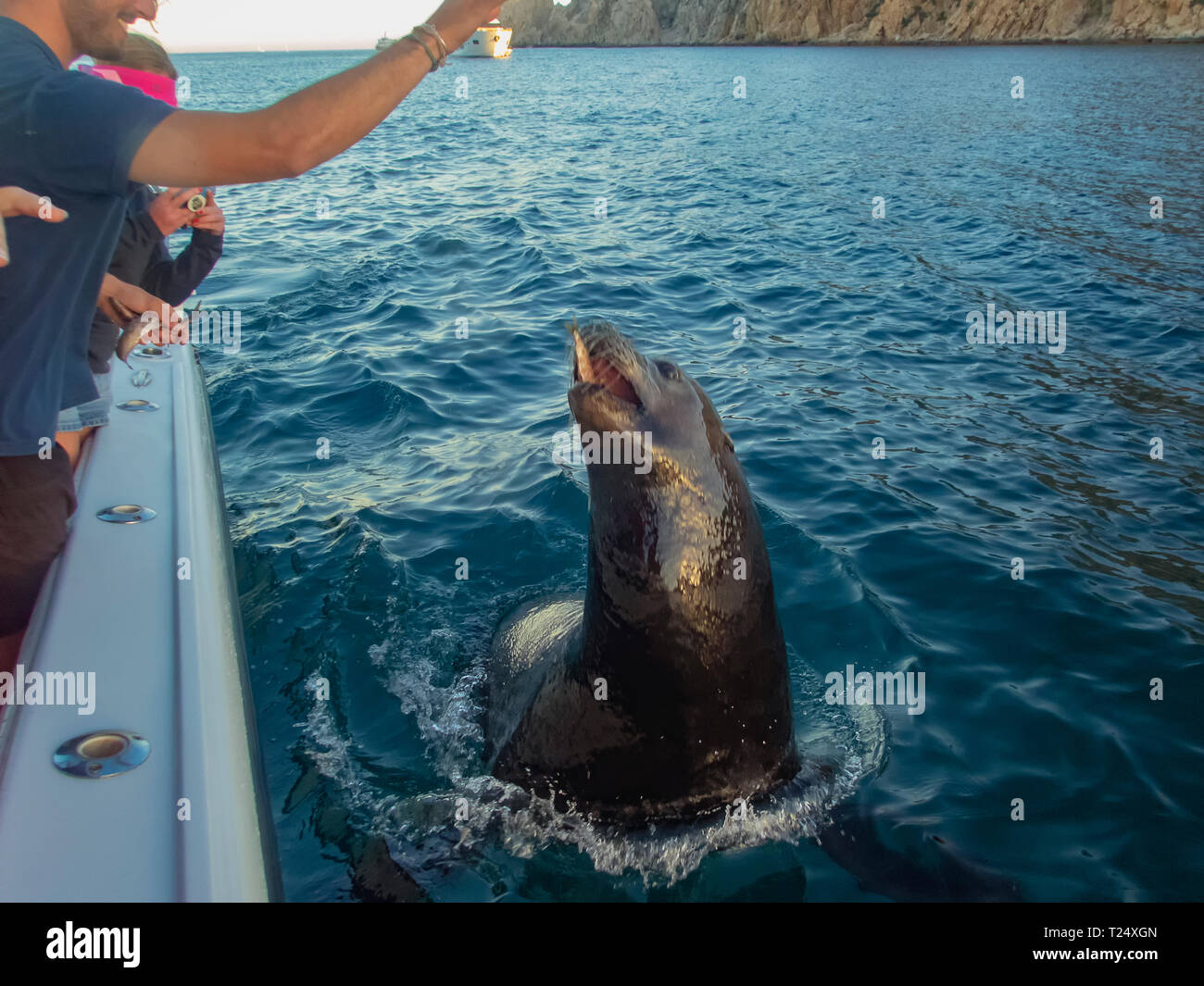 Un grand lion de mer suit des bateaux pour les marina de Cabo San Lucas ...