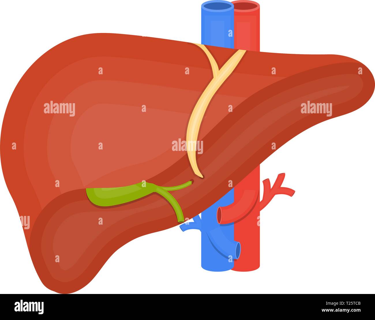 Anatomie de la vessie Banque d'images vectorielles - Alamy