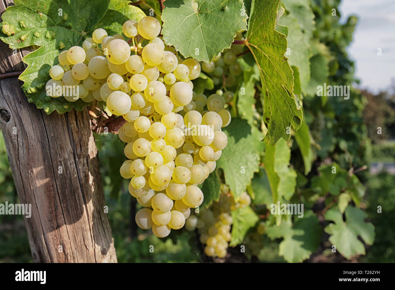 Grappe de raisin riesling Banque de photographies et d’images à haute ...