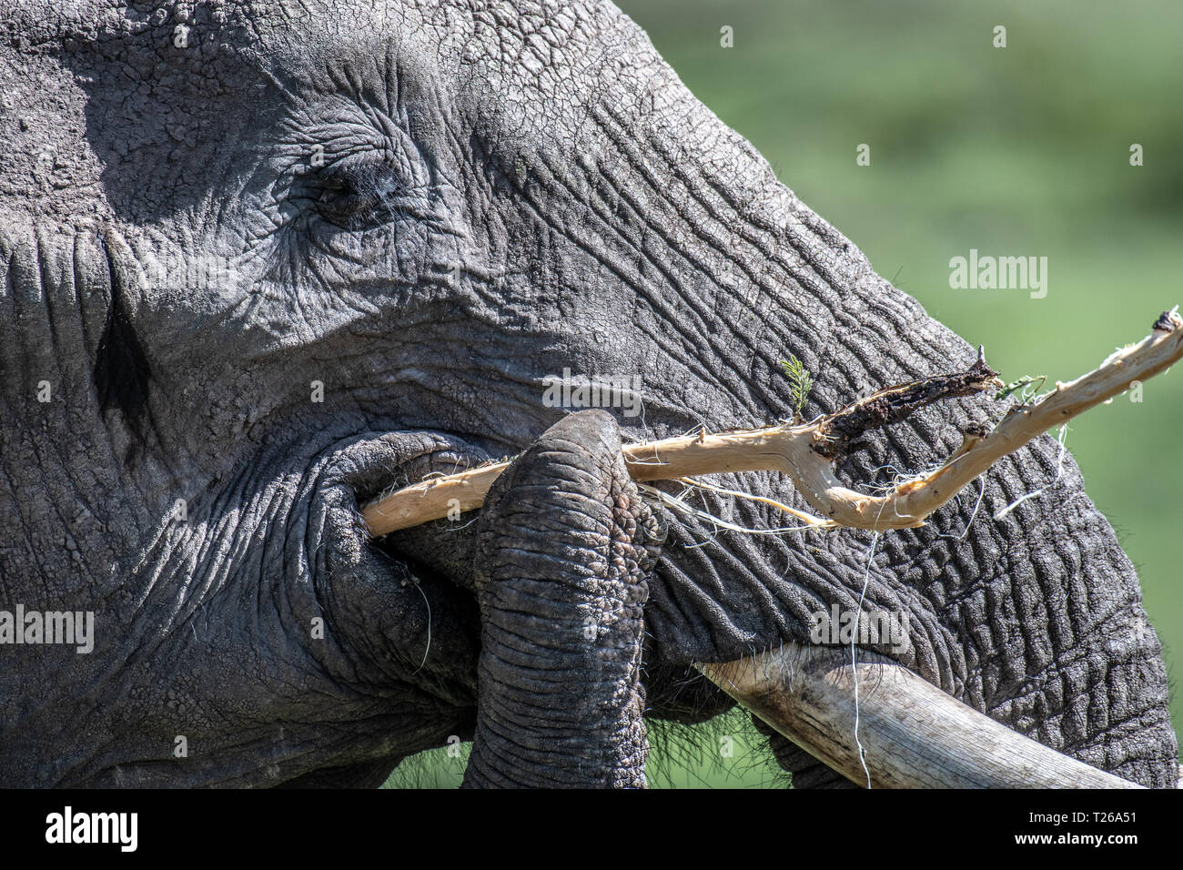 African savanna elephant Banque de photographies et d’images à haute ...