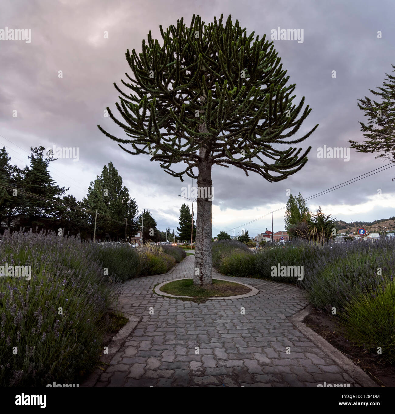 Pehuen tree Banque de photographies et d’images à haute résolution - Alamy