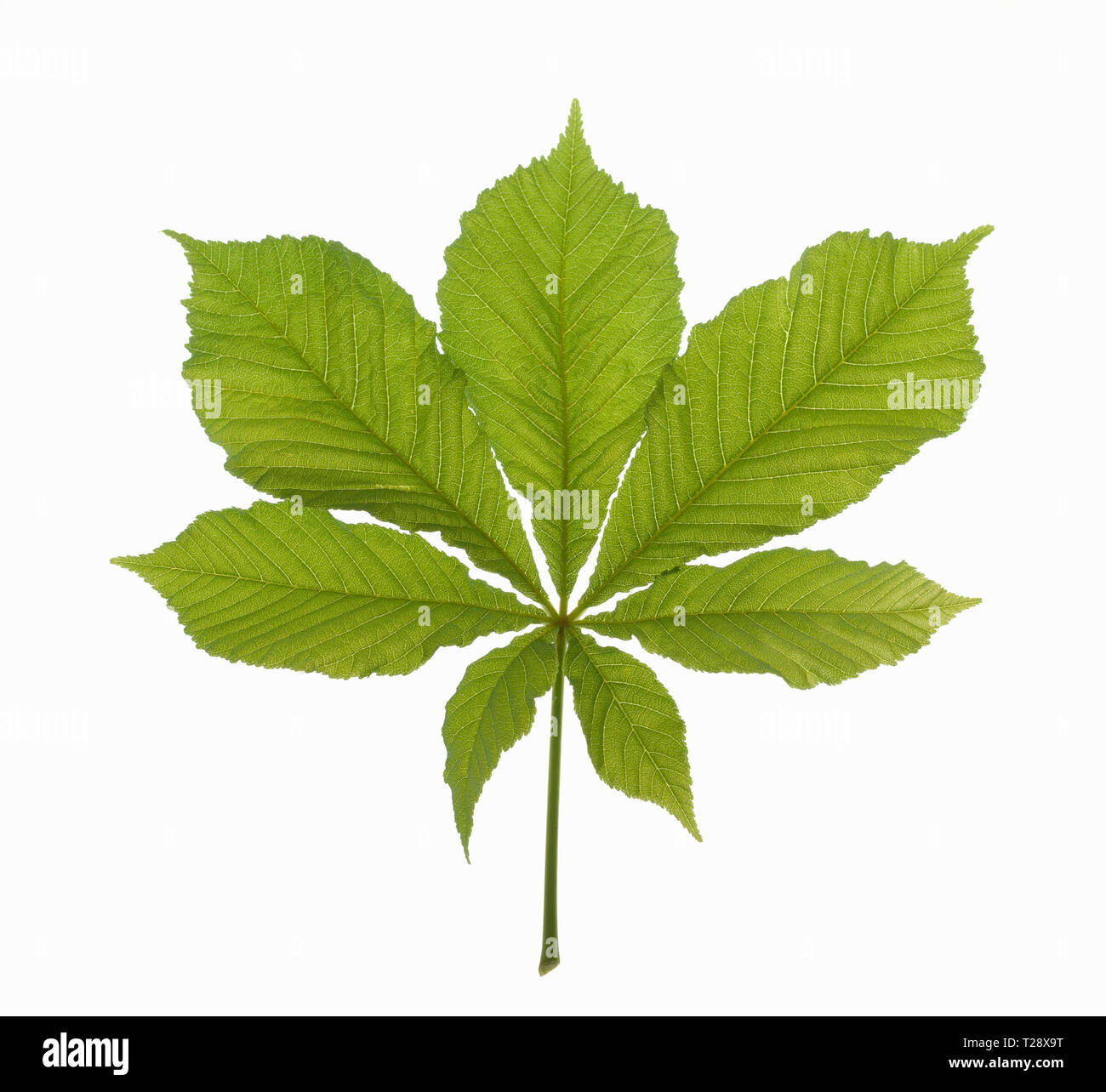 Feuille de marronnier Banque d'images détourées - Alamy