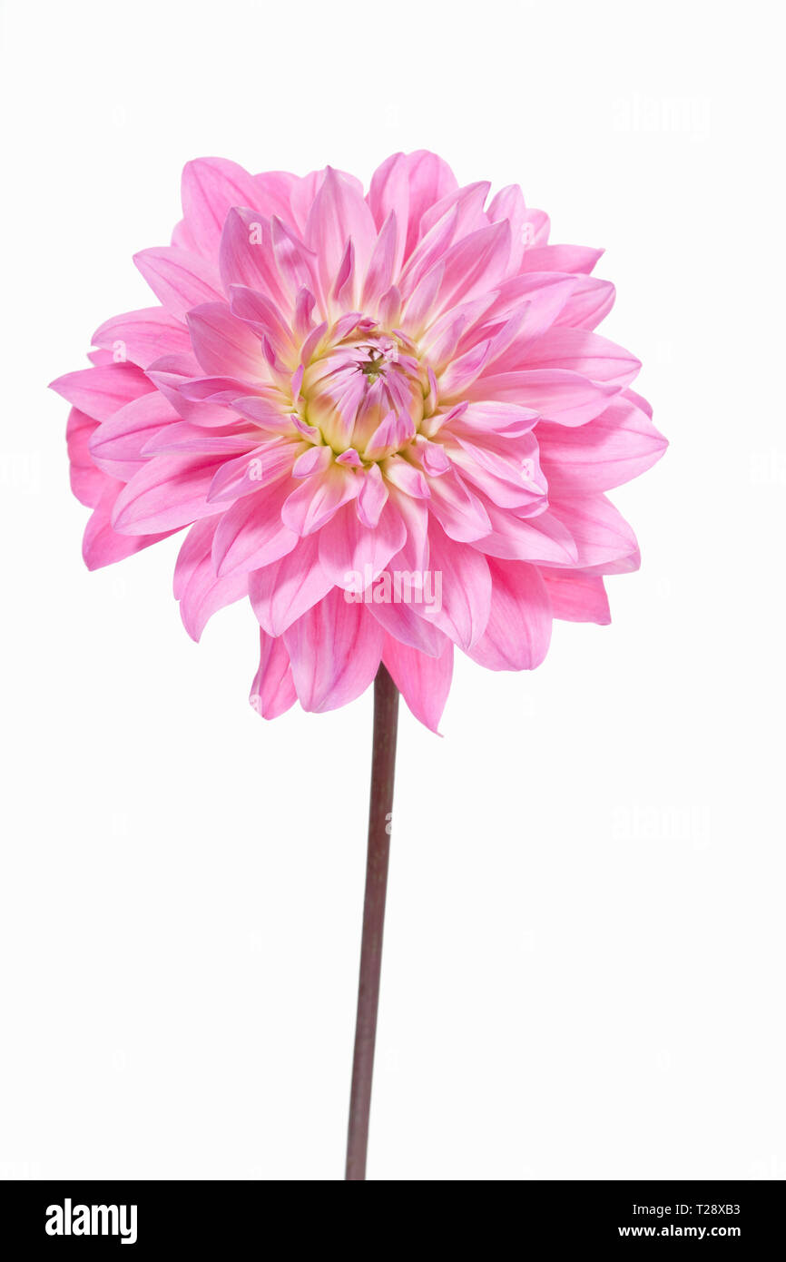 Fleurs de dahlia rose Banque d'images détourées - Alamy