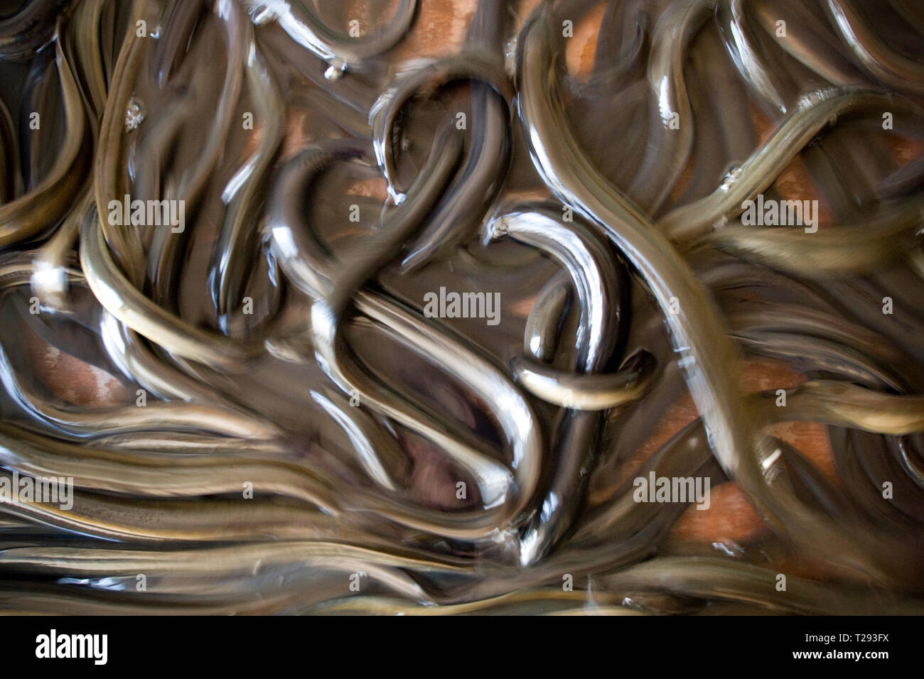 Anguilles en bassins Banque de photographies et d’images à haute ...