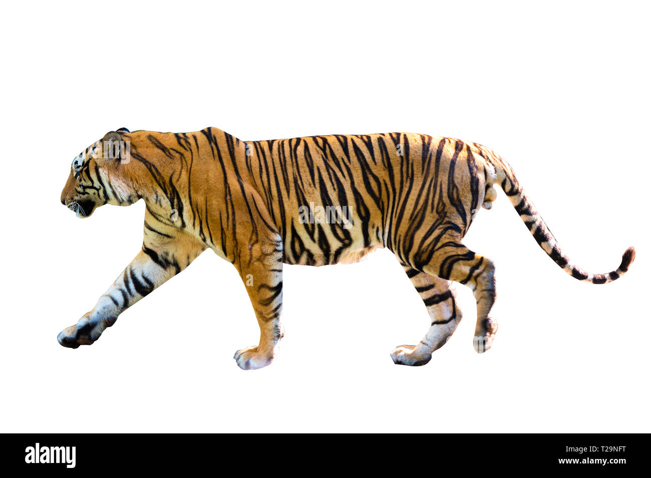 Fond blanc tigre isoler un corps entier Photo Stock - Alamy