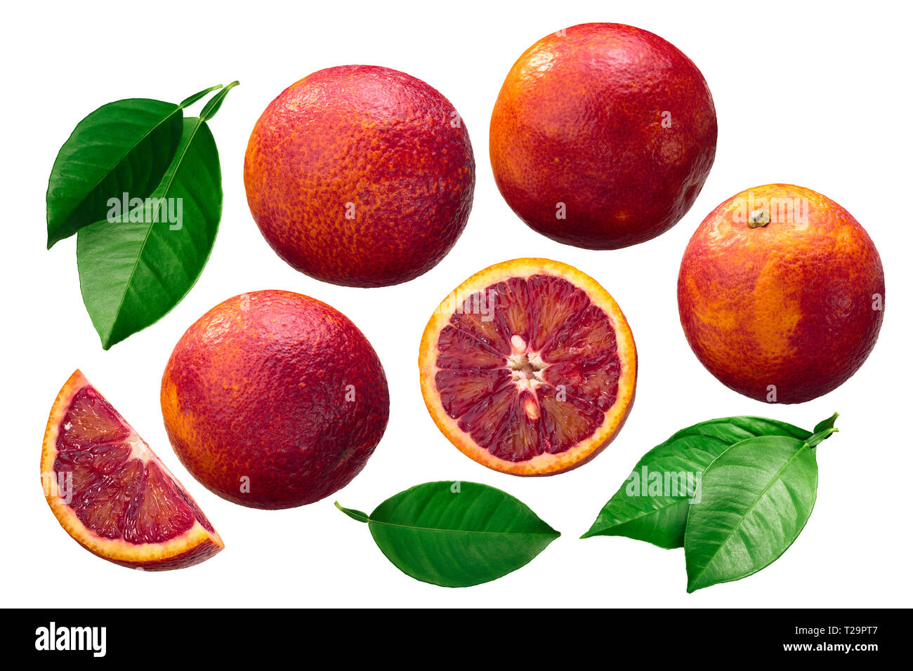 Citrus x sinensis Banque d'images détourées - Alamy