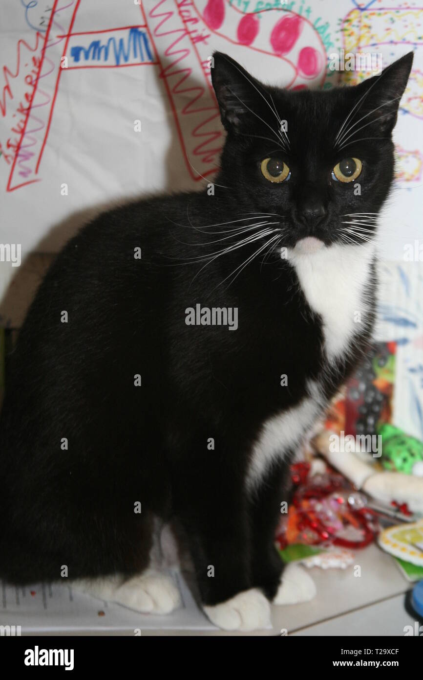 Chat polydactyle Banque de photographies et d’images à haute résolution ...