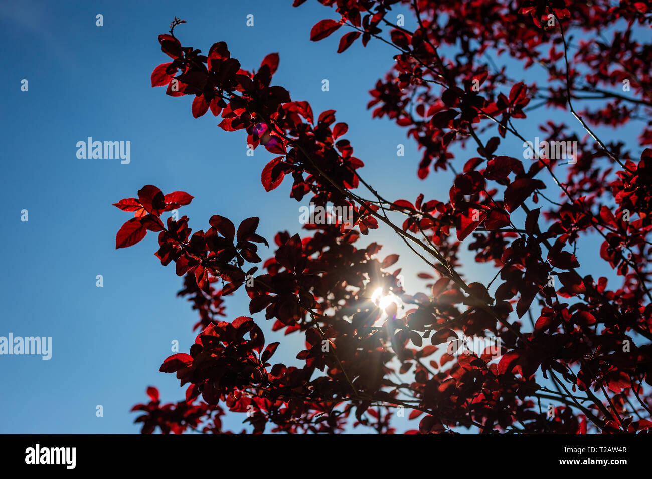 Japan sakura cherry tree leaf leaves Banque de photographies et d ...