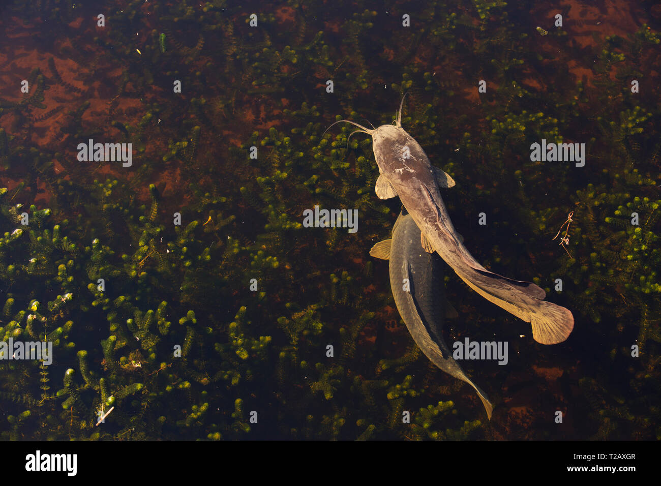 Clarias gariepinus africain Banque de photographies et d’images à haute ...