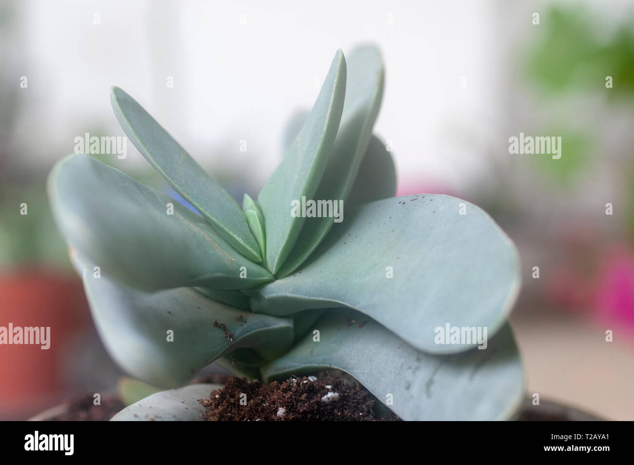 Fleur de crassula rouge falcata Banque de photographies et d’images à ...