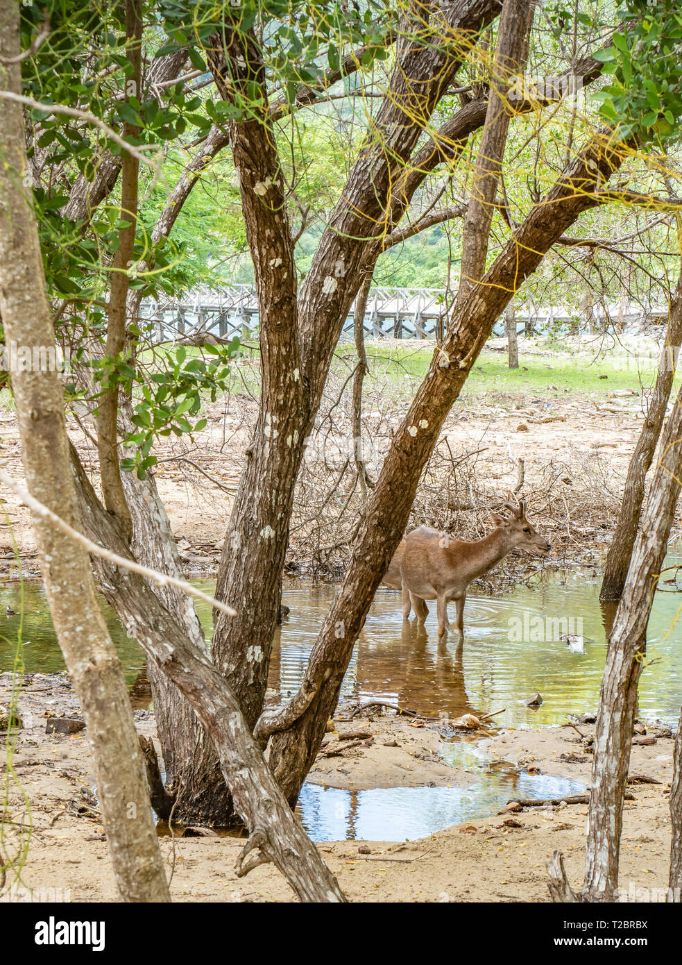 Cerf de timor rusa Banque de photographies et d’images à haute ...