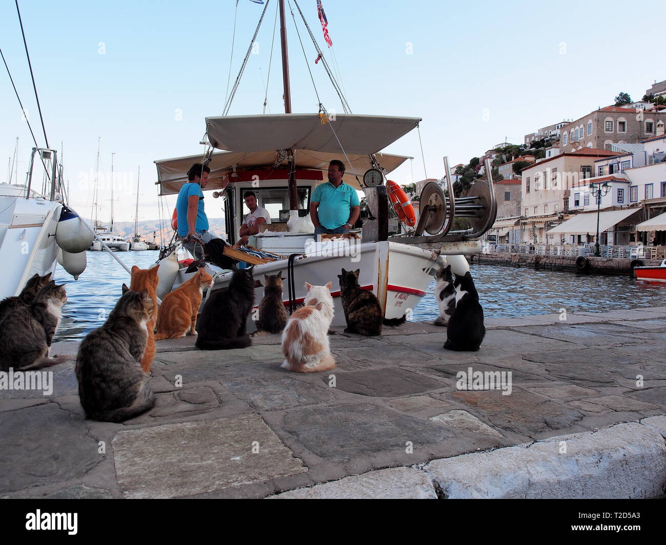 Les chats de l'île d'hydre Banque de photographies et d’images à haute ...