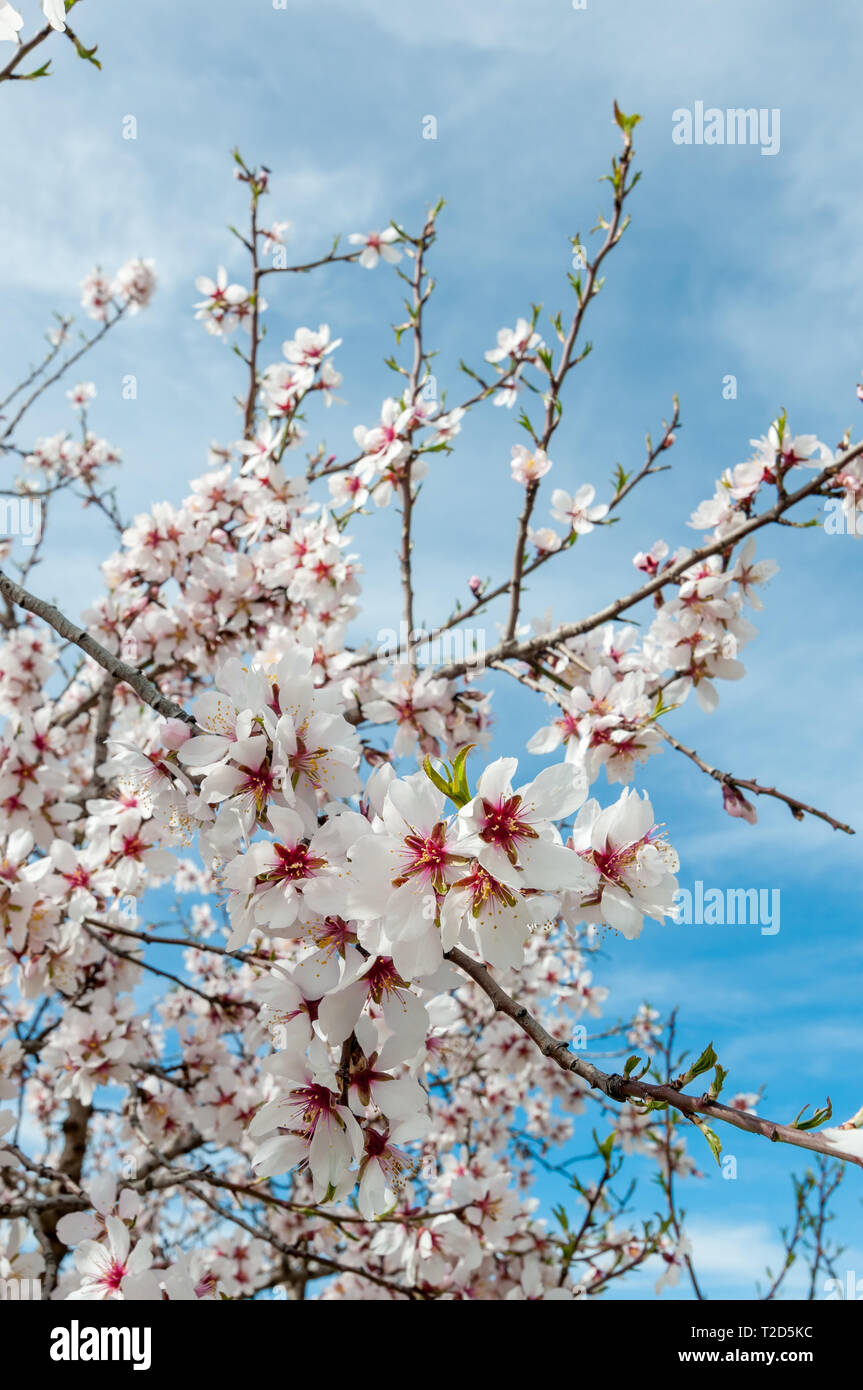 Amandiers en fleurs prunus dulcis Banque de photographies et d’images à ...