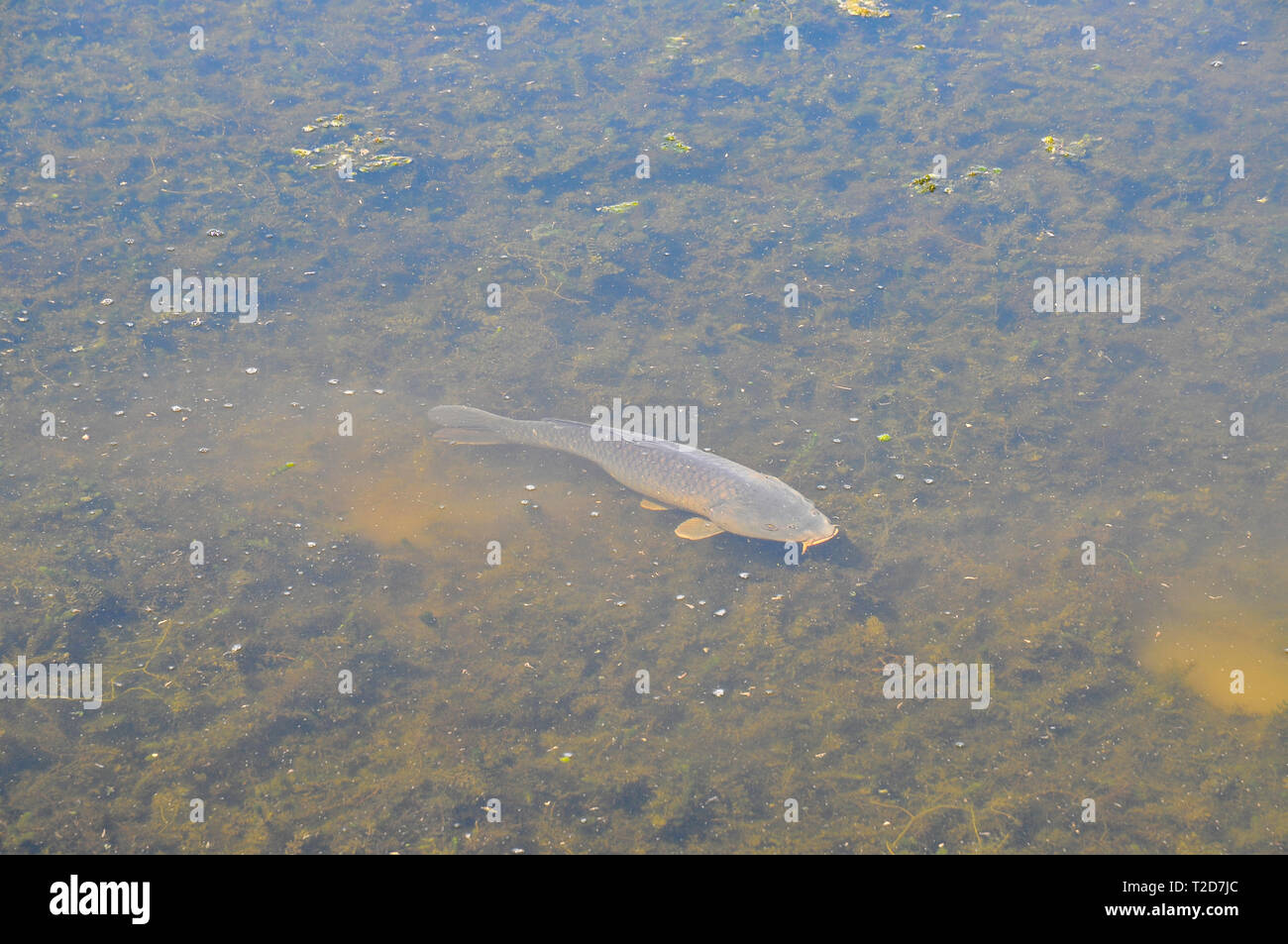 Clarias gariepinus africain Banque de photographies et d’images à haute ...