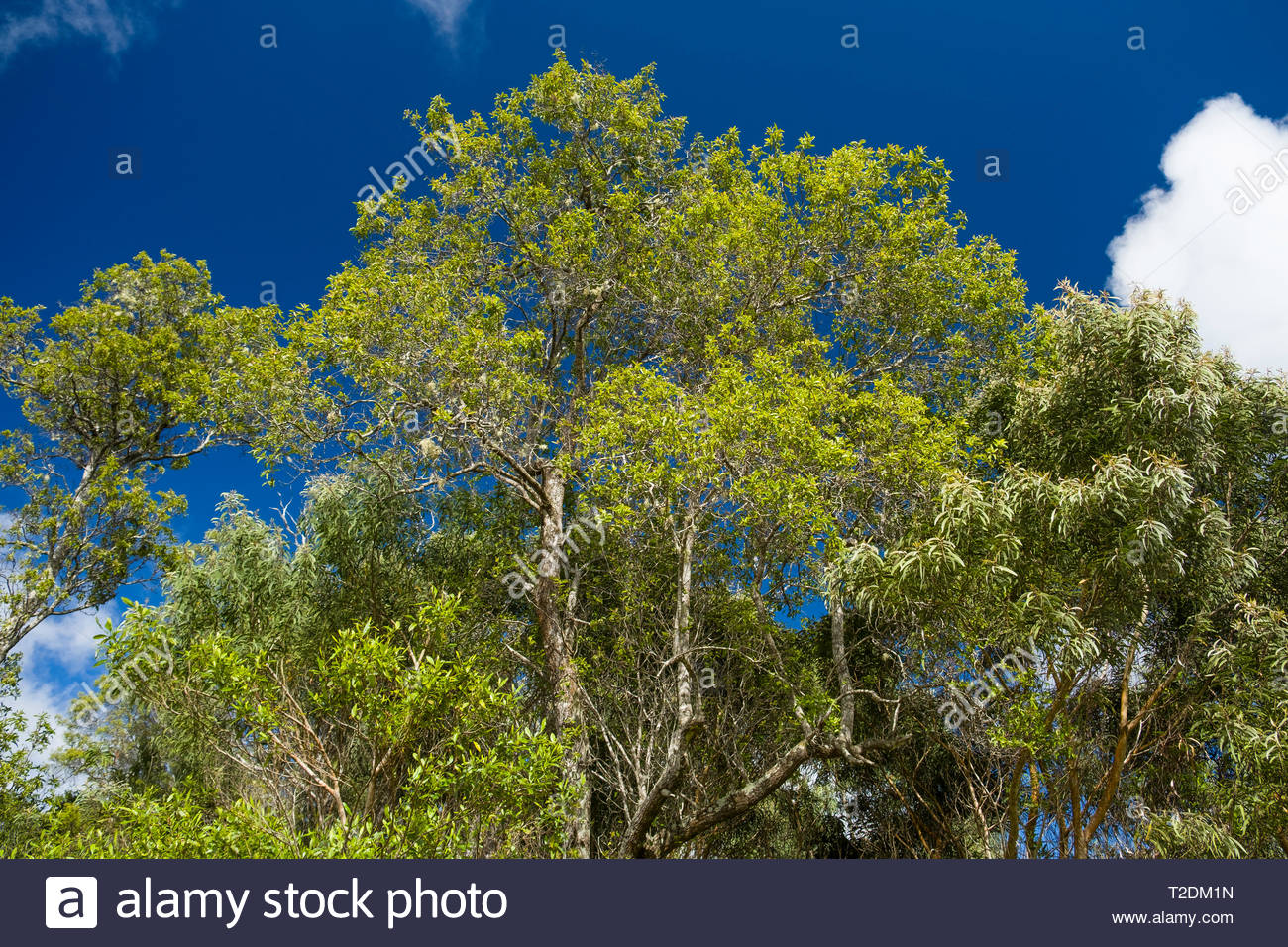 Sandalwood Tree Banque d'image et photos - Alamy