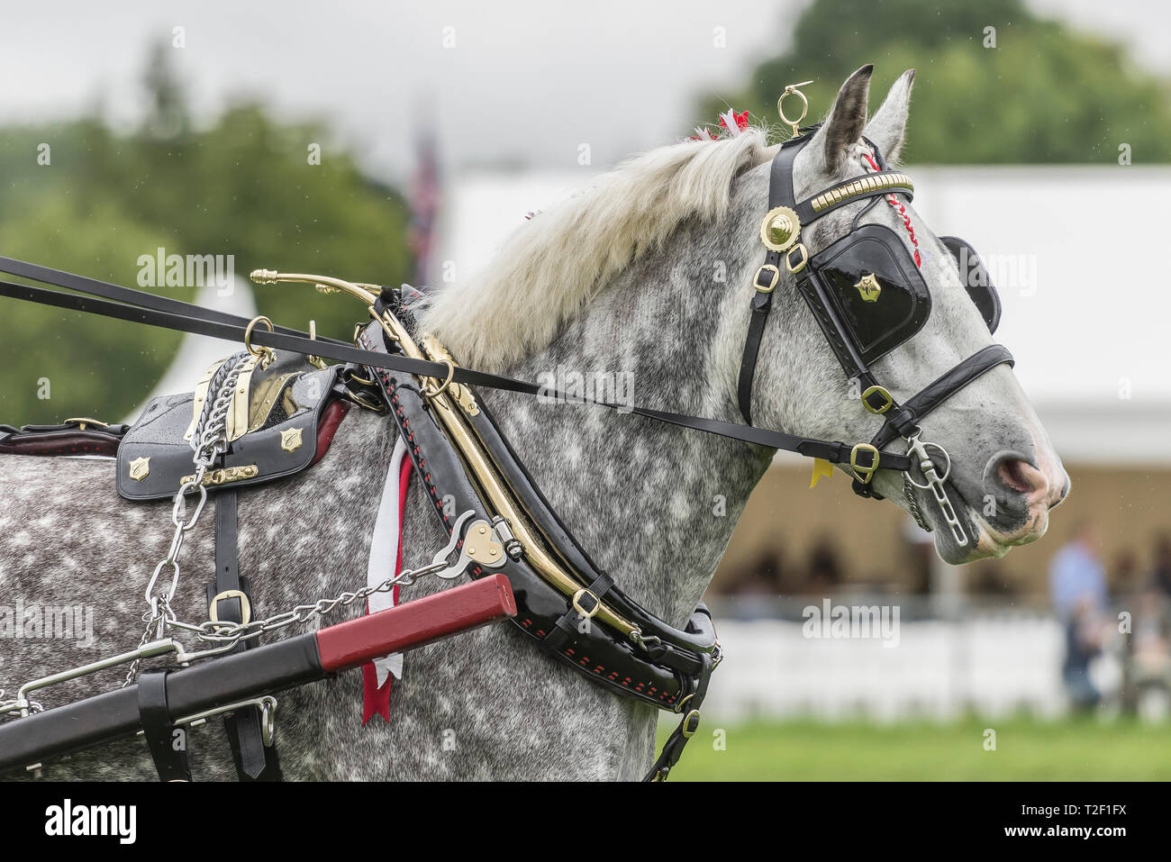Joug de cheval Banque de photographies et d’images à haute résolution ...