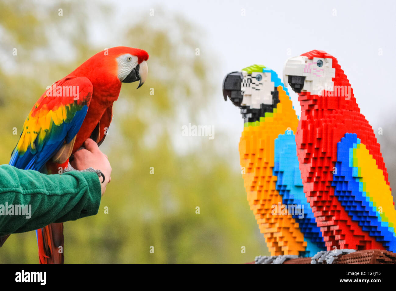 Aras lego Banque de photographies et d’images à haute résolution - Alamy