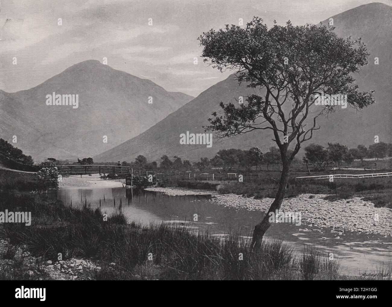 Grand pignon et pignon vert Banque de photographies et d’images à haute ...