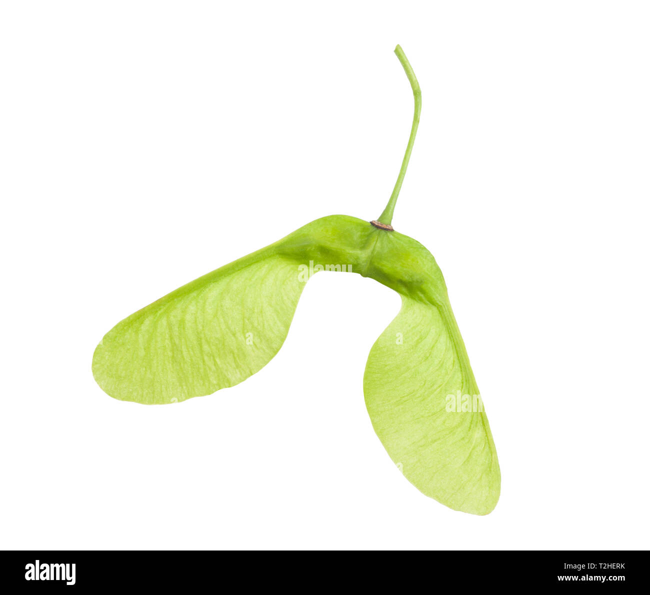 Sycamore seeds on tree acer Banque de photographies et d’images à haute ...