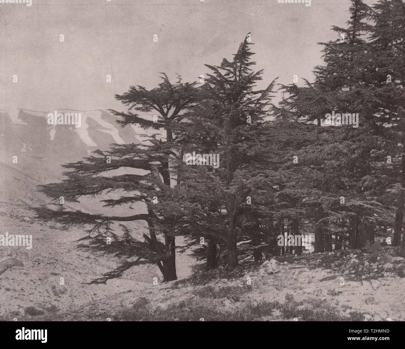 Cèdres du liban Banque de photographies et d’images à haute résolution - Alamy