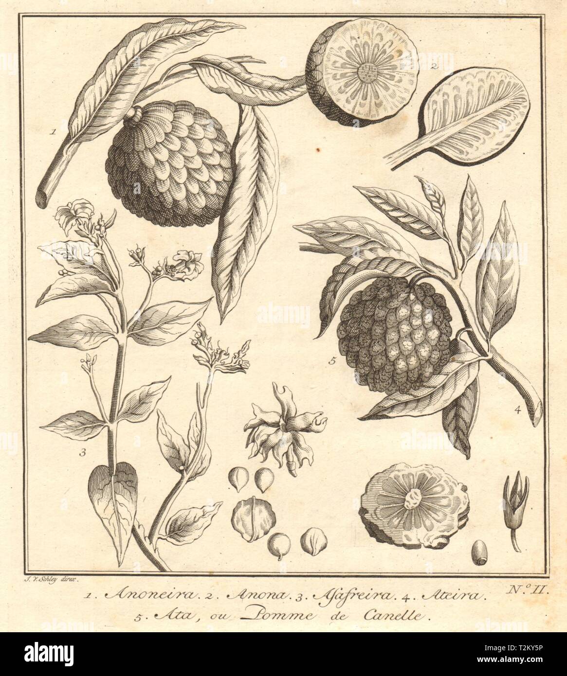 Sugar apple fruit fruits annona Banque de photographies et d’images à ...
