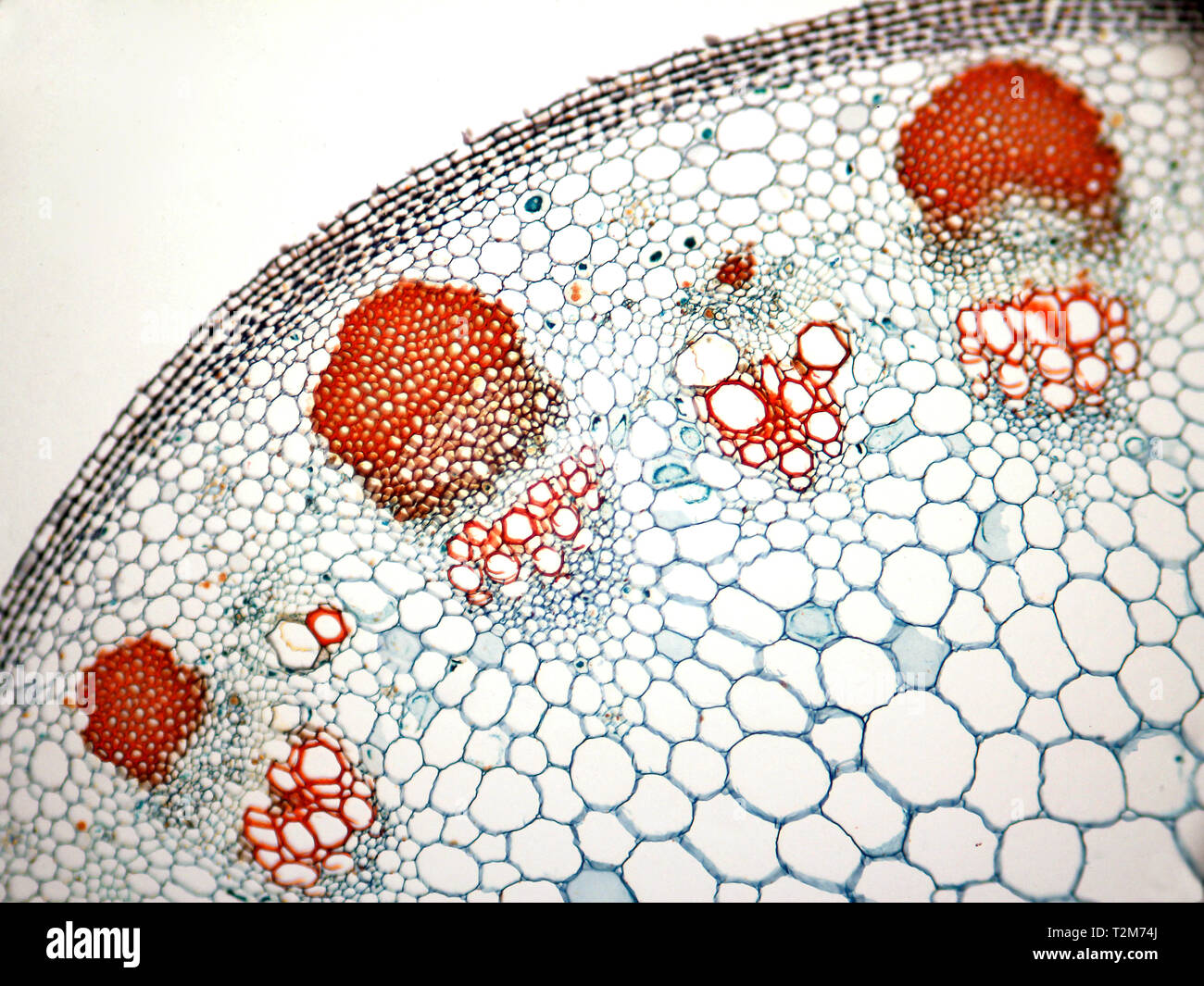 Cross section of stem Banque de photographies et d’images à haute ...