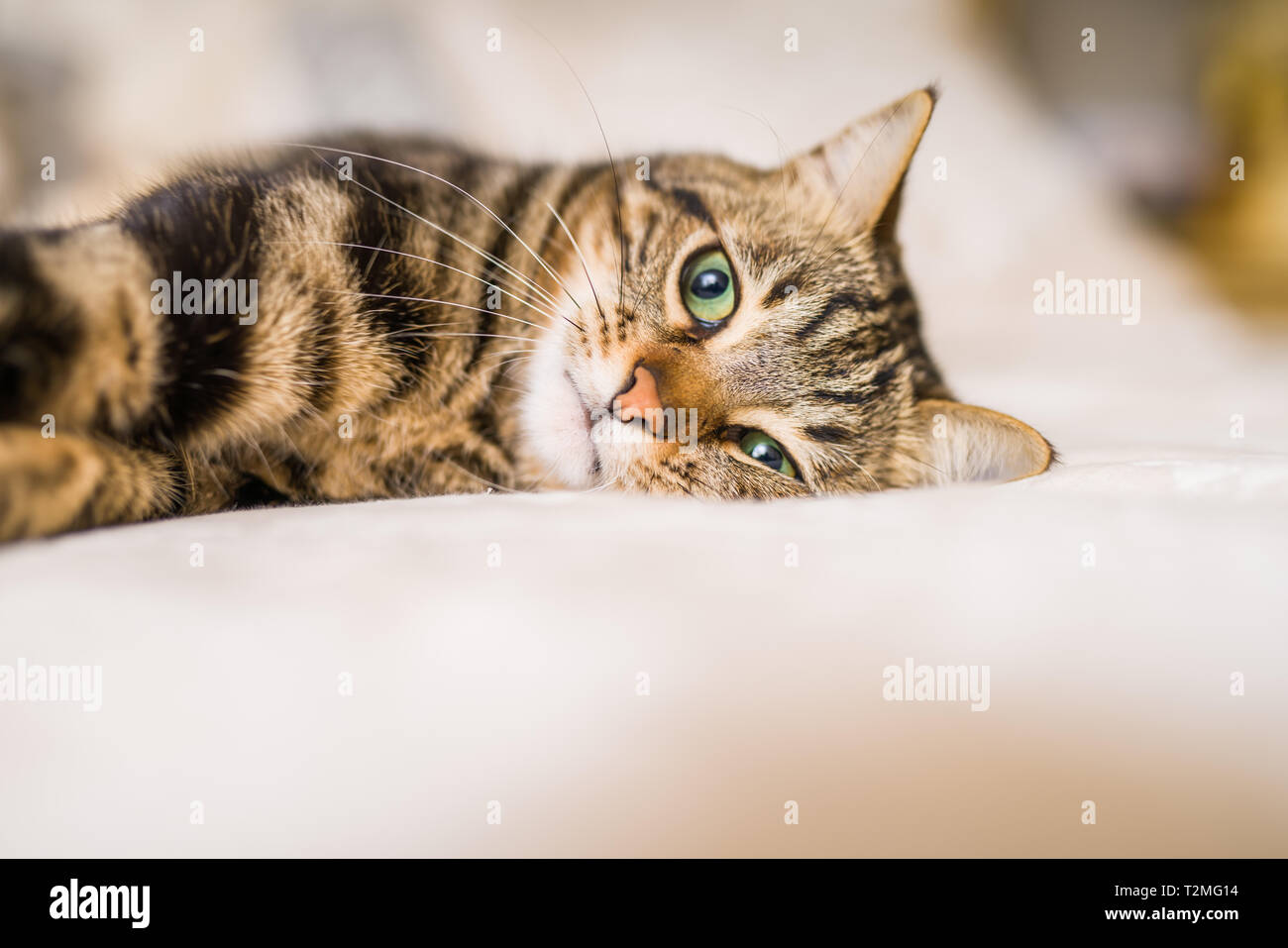 Chat Qui Dort Sur Le Lit Banque d'image et photos - Alamy
