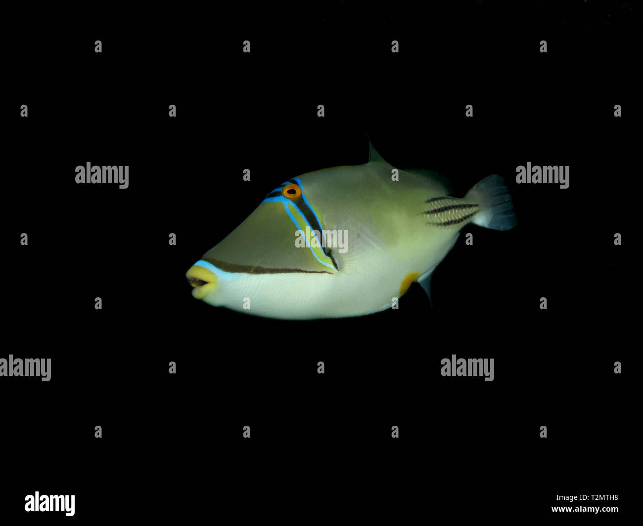 Baliste assasi Banque de photographies et d’images à haute résolution ...