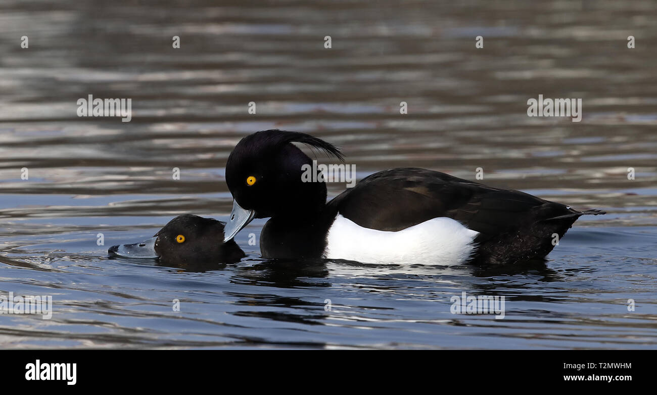 Accouplement des canards touffetés (Anthya fuligula), des canards qui ...