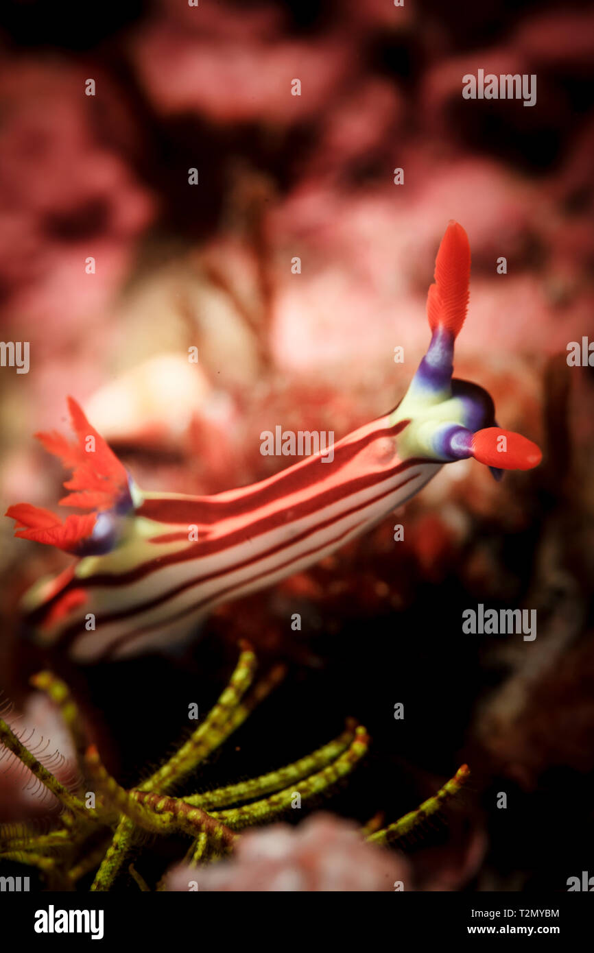 Vue de dessus du Nembrotha aurea, une espèce d'amphibien de la famille ...