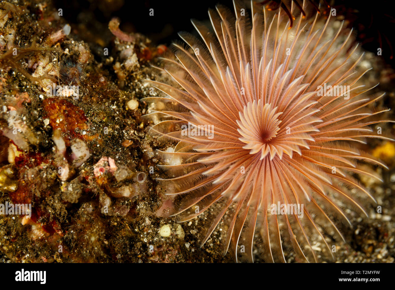 Ver de la plume de mer Banque de photographies et d’images à haute ...
