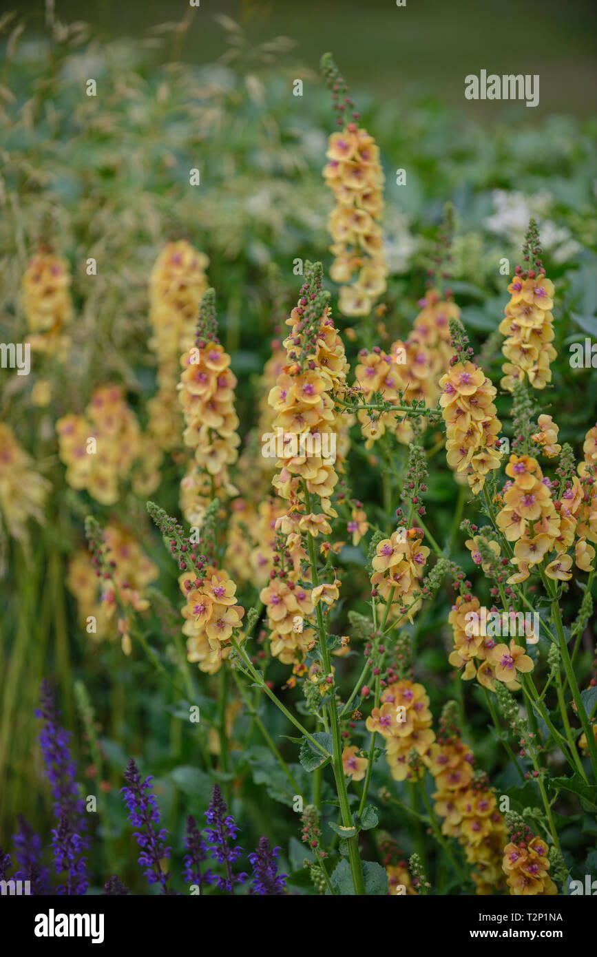 Verbascum clementine Banque de photographies et d’images à haute ...