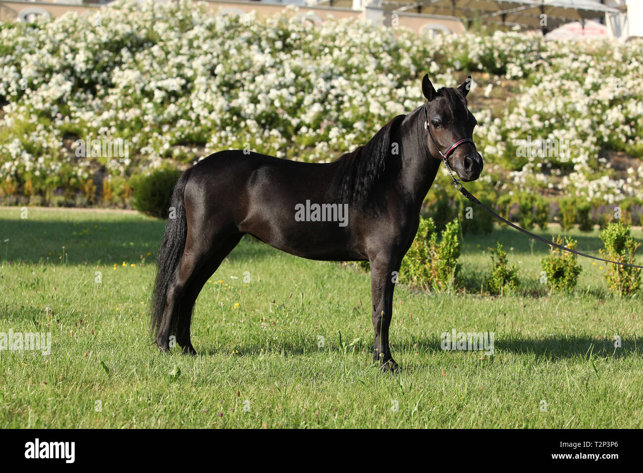 Cheval miniature Banque de photographies et d’images à haute résolution ...