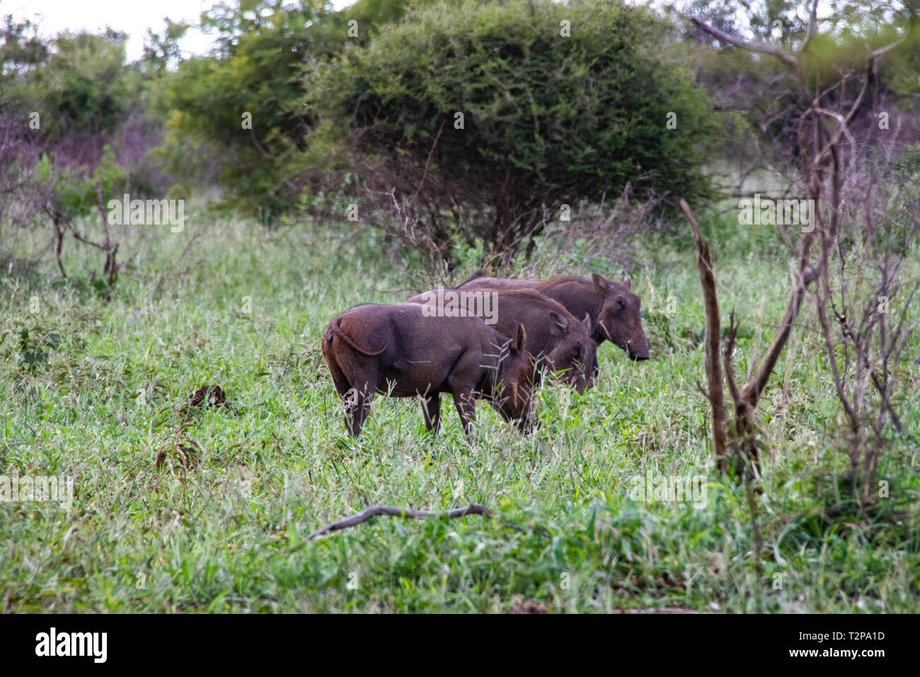 Phacochère commun dans le parc national Kruger, Afrique du Sud ; espèce ...