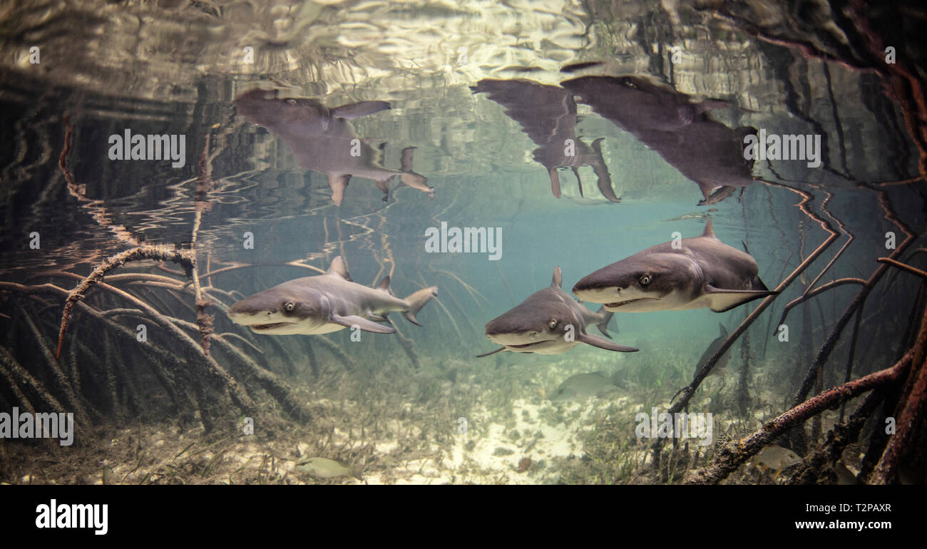 Requins citrons Banque de photographies et d’images à haute résolution ...