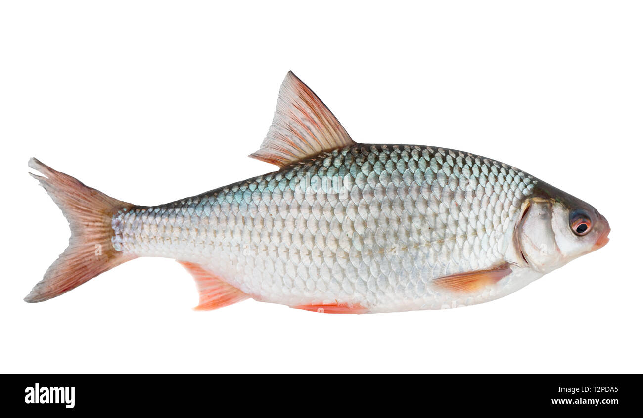 Rutilus rutilus fish Banque de photographies et d’images à haute ...