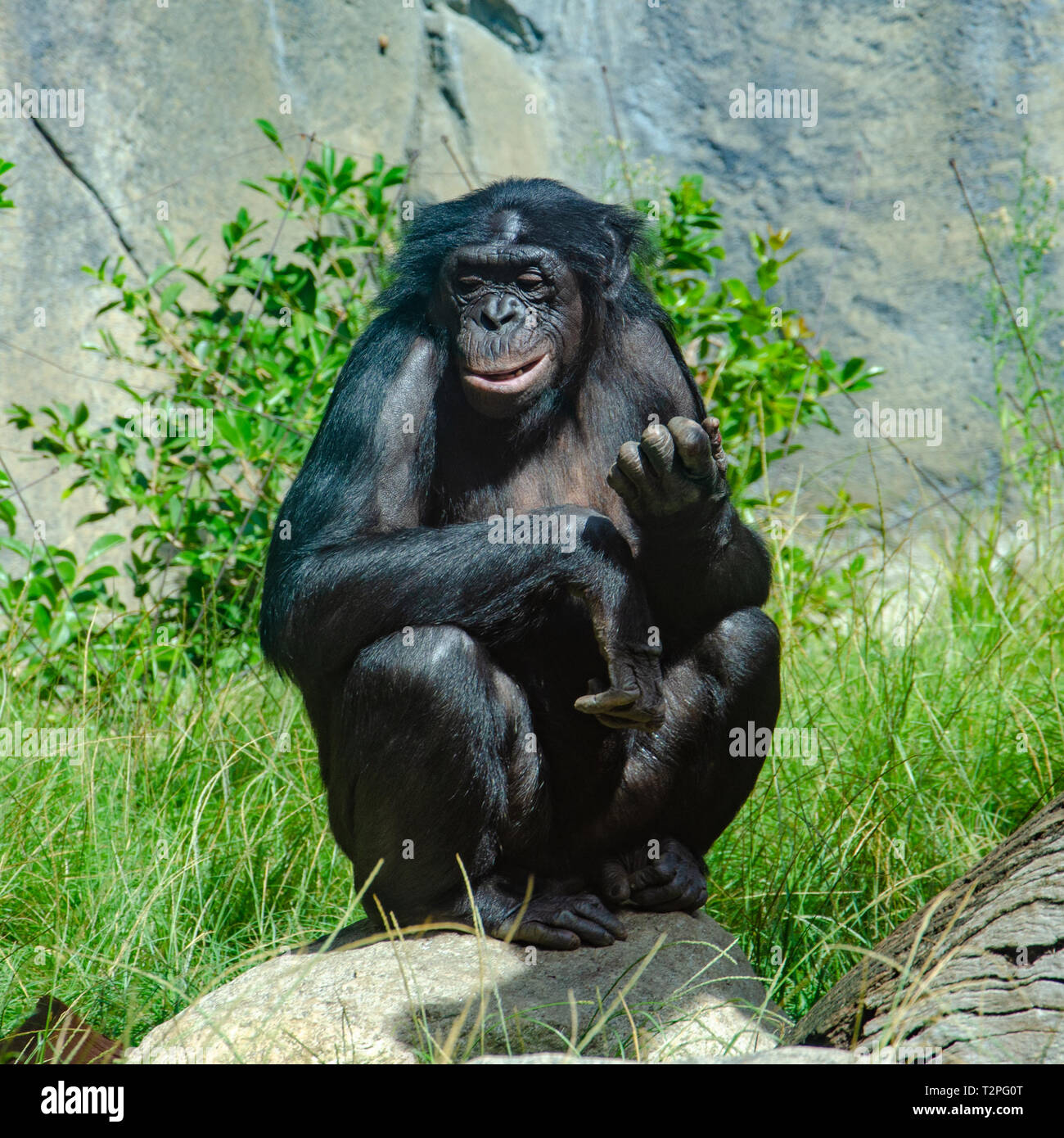 Bonobo ape africa nature wild chimpanzee congo Banque de photographies ...