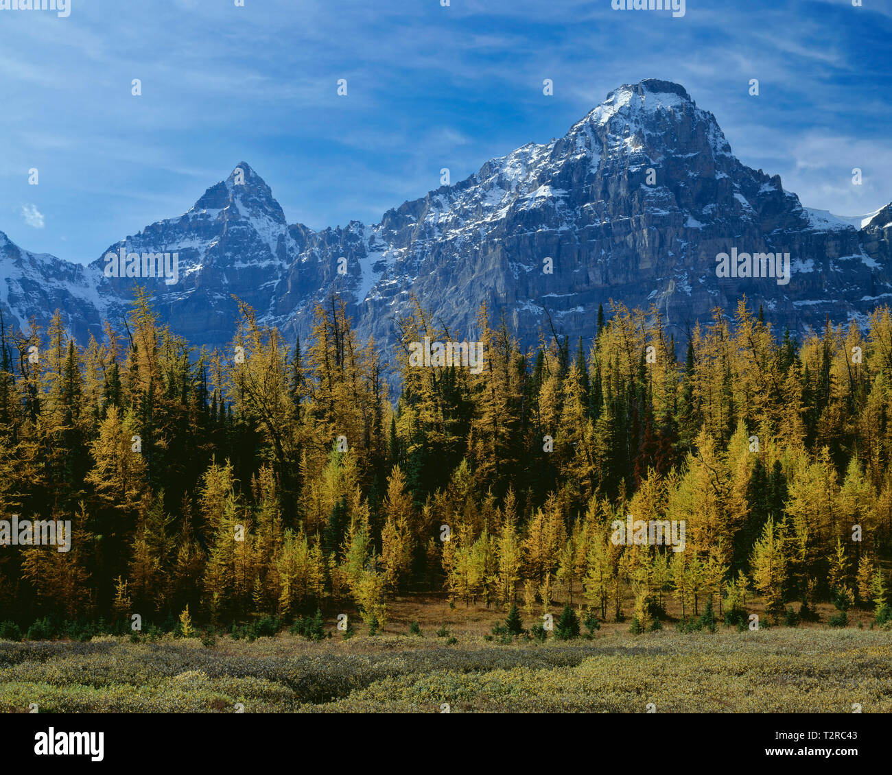 Tuzo Banque de photographies et d’images à haute résolution - Alamy