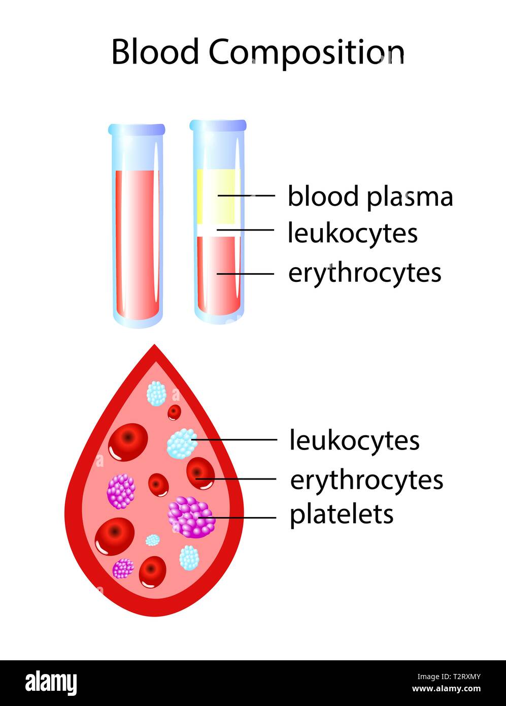 Composition du sang total avec deux tubes à essai et une goutte de sang ...