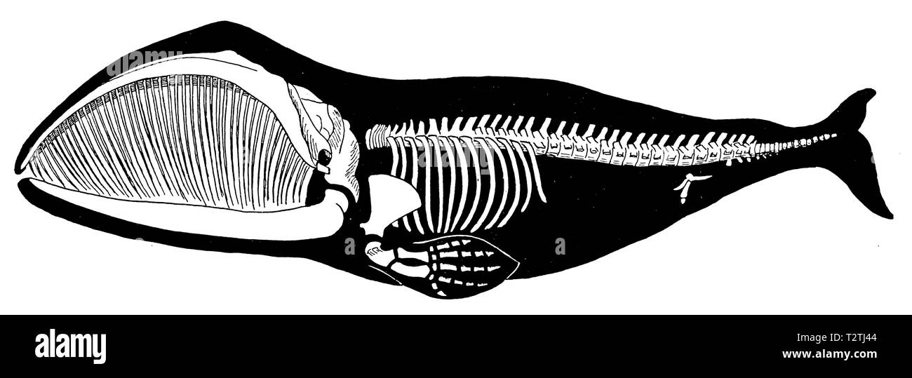 Dessin squelette baleine Banque de photographies et d’images à haute ...