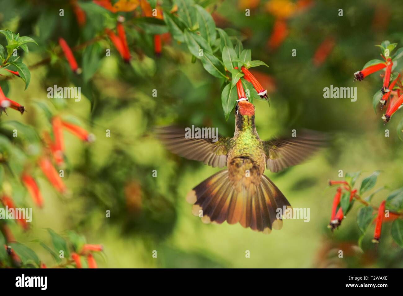 Colibri endémique planant à côté de fleur rouge dans la pluie, la forêt ...