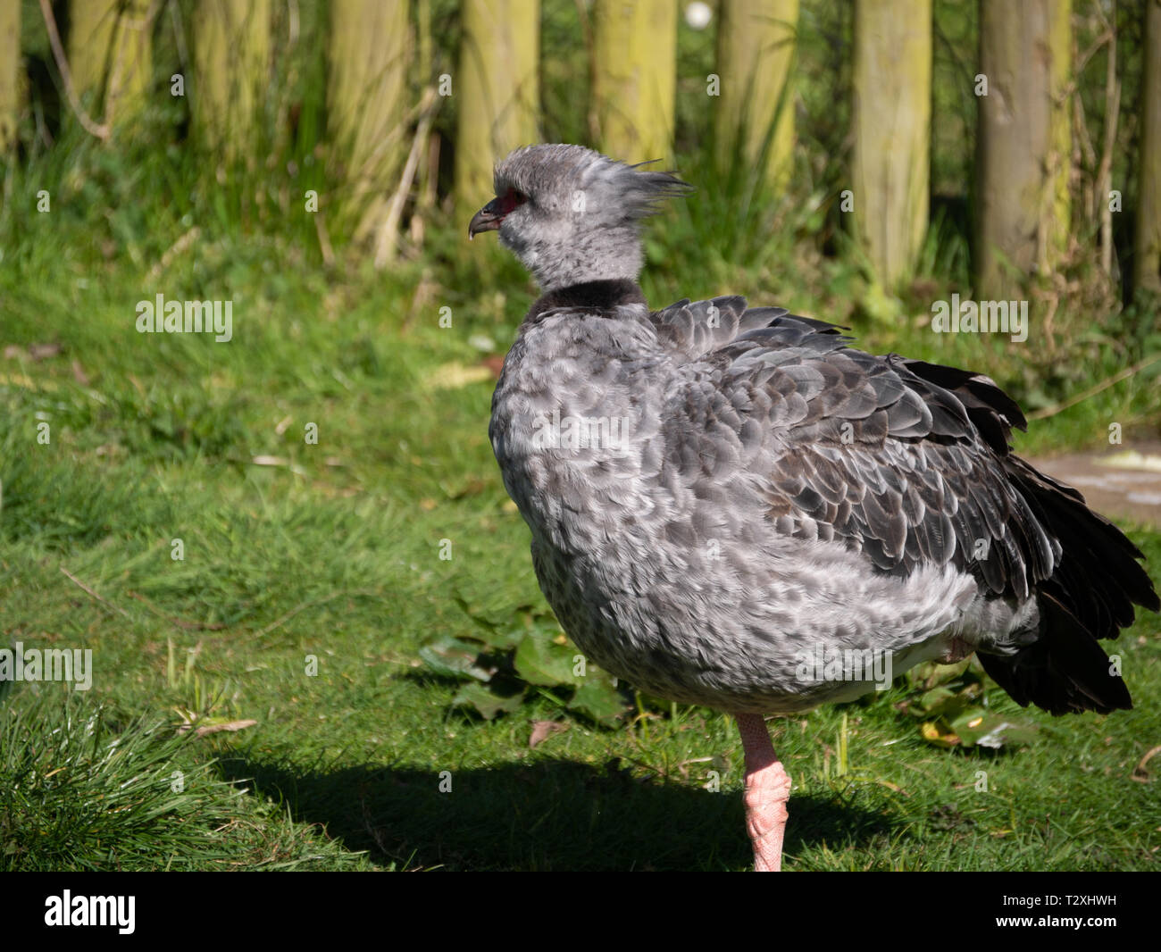 Chauna torquata Banque de photographies et d’images à haute résolution ...